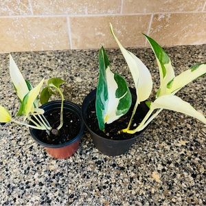 Accents | Rare Houseplant Epipremnum Mutate Plants Plant Rare 1 Rooted ...